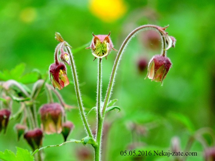 126/366 Foto • Nekaj Zate