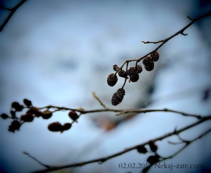 33/365 Foto • Nekaj Zate