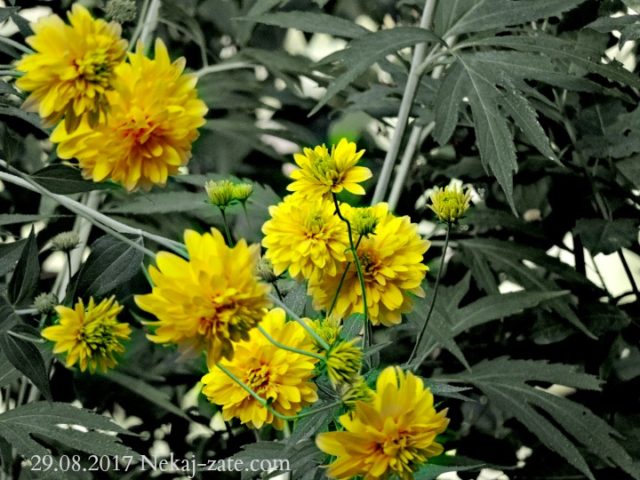 rumene rože • Nekaj Zate